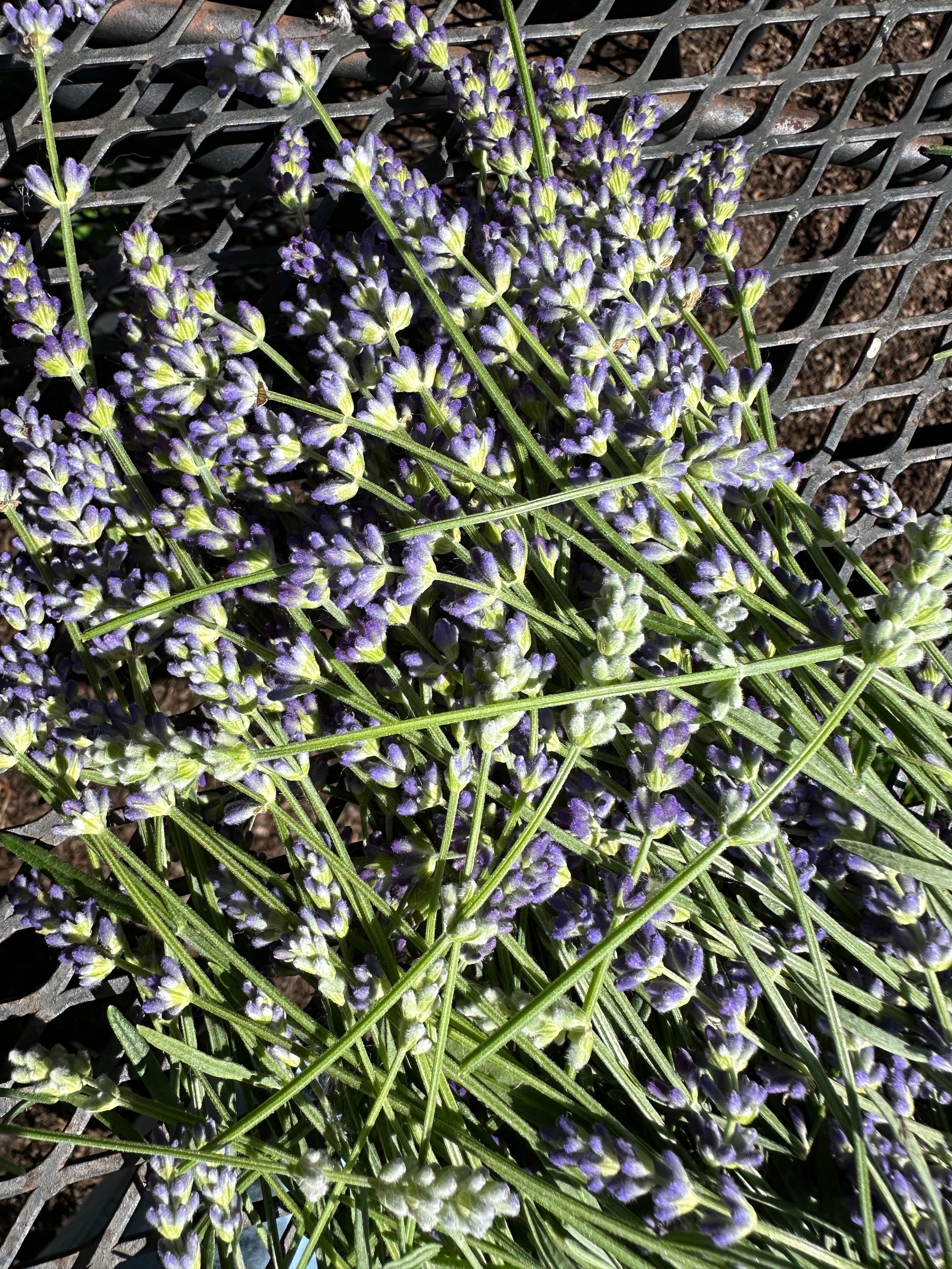 Don't fear plants! – Your Only Earth